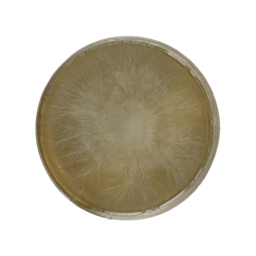 Colonized Mushroom Culture On Agar Plate | Almond Mushroom | Agaricus ...