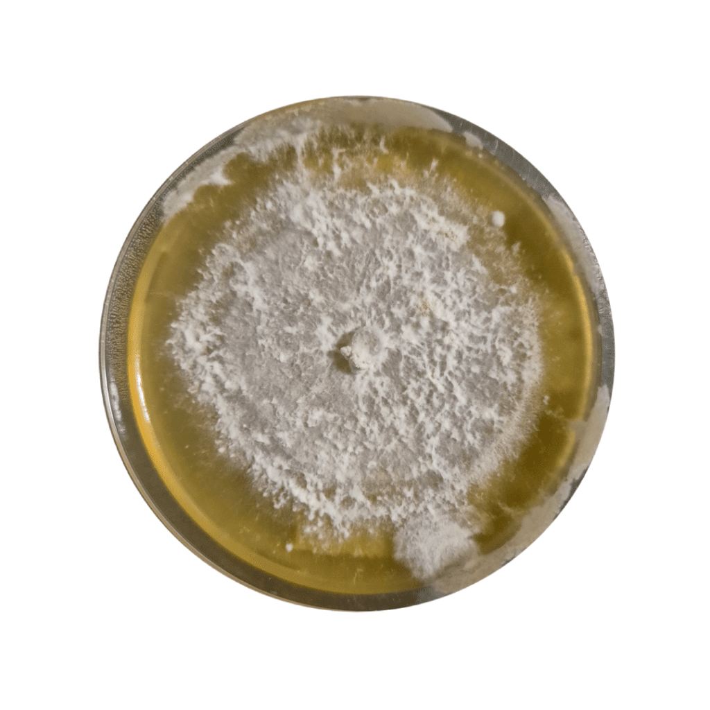 Colonized Mushroom Culture On Agar Plate | Coral Tooth | Hericium ...